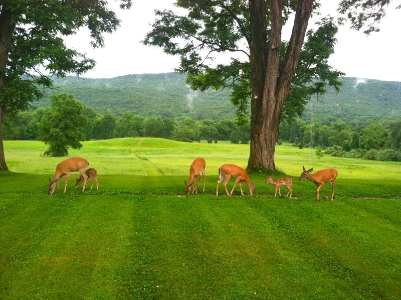 The Walpack Inn Restaurant - Wallpack Center, NJ | Scenic Wild Delaware ...