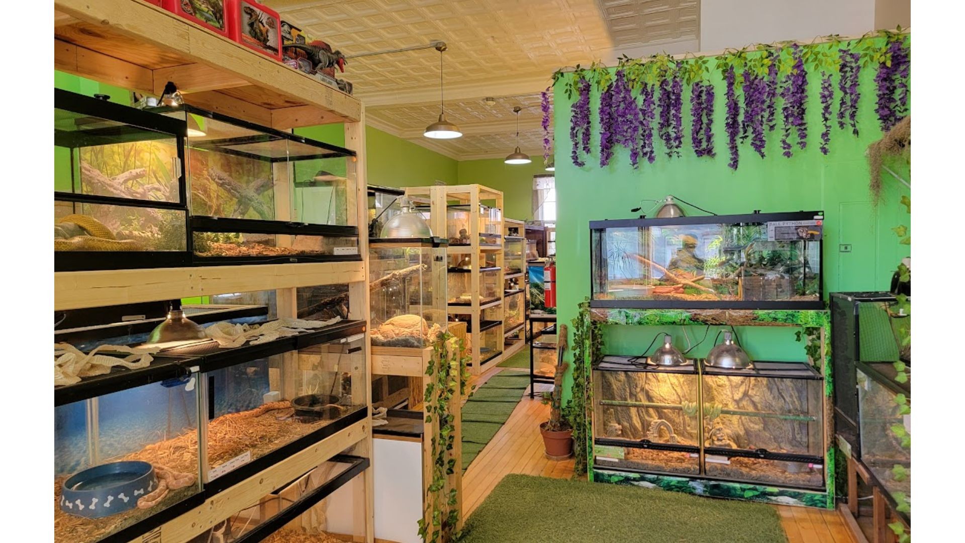 Prehistoric World Reptile Zoo | Explore Genesee Valley