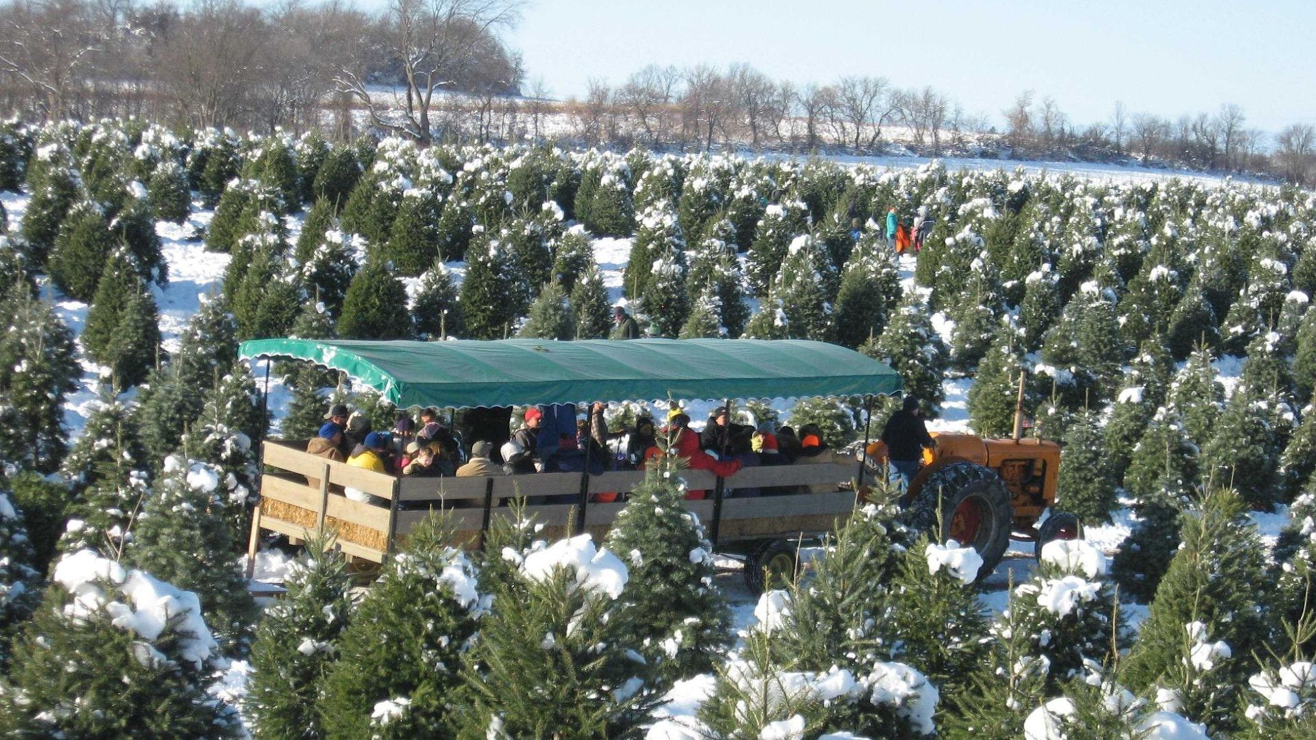 Where to Get U Cut and Pre Cut Christmas Trees in the Genesee Valley Explore Genesee Valley