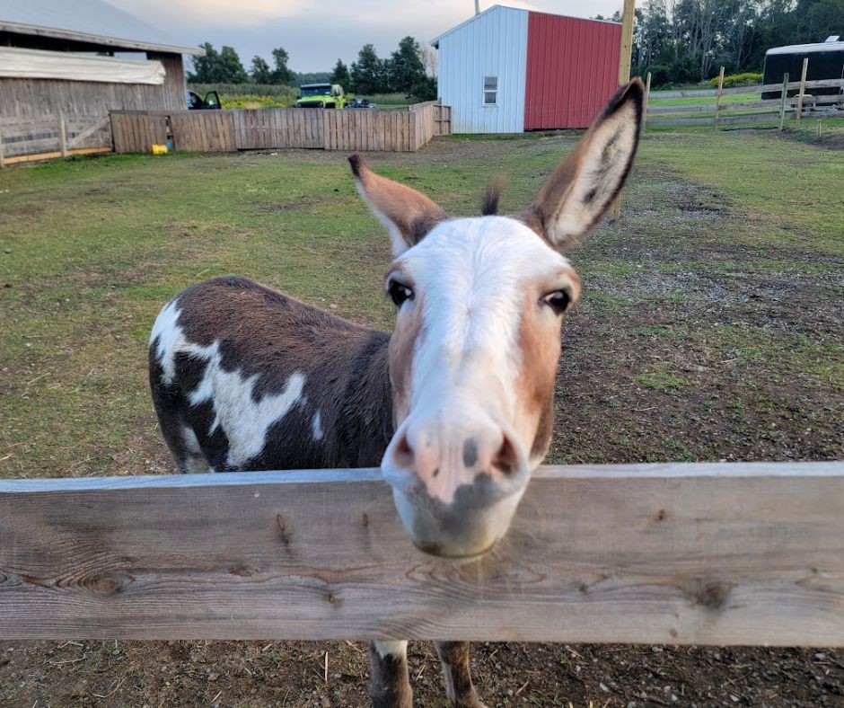 Backyard Barnyard | Explore Genesee Valley