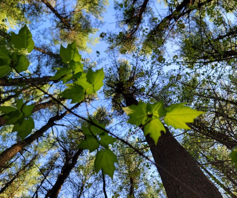 Forest Bathing in the Genesee Valley | Explore Genesee Valley