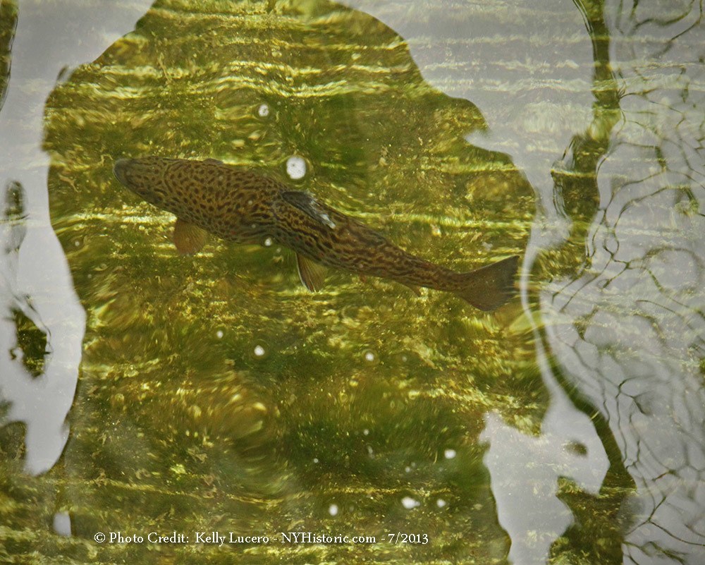 Caledonia Fish Hatchery | Explore Genesee Valley