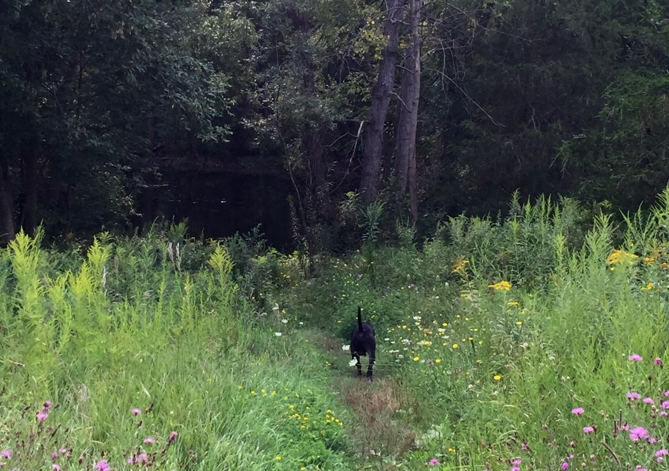 Fort Trail | Indian Fort Nature Preserve | Explore Genesee Valley