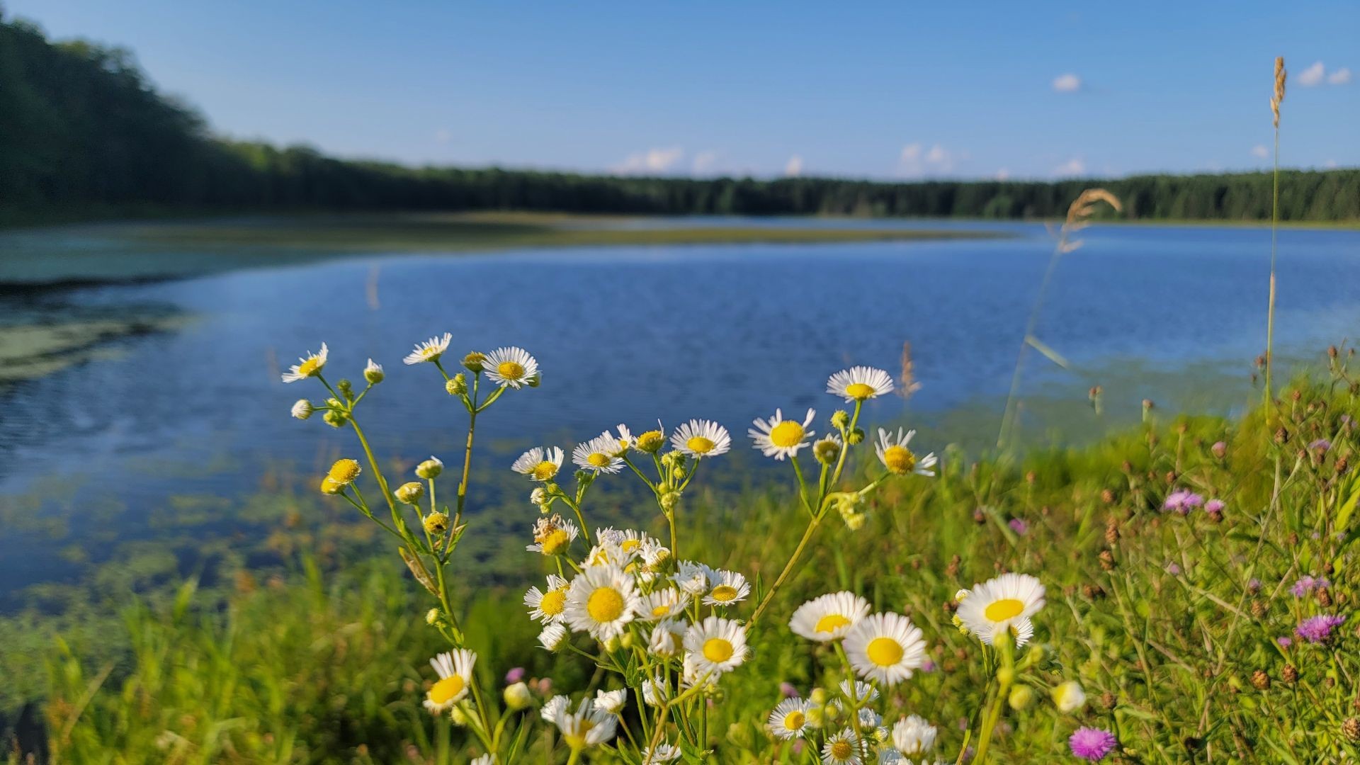 Allen Lake | Explore Genesee Valley