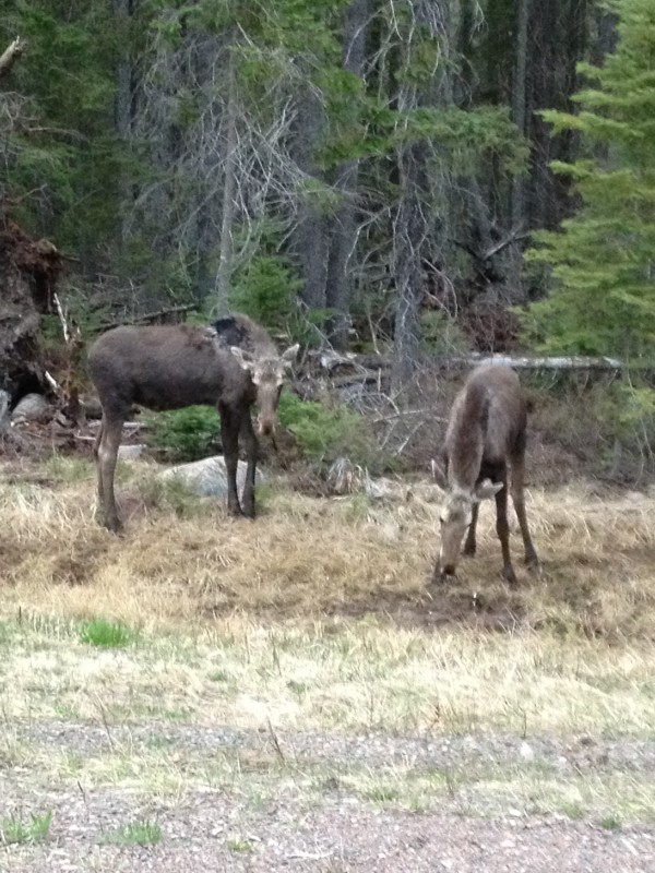 Moose sightings | Heart of the Continent