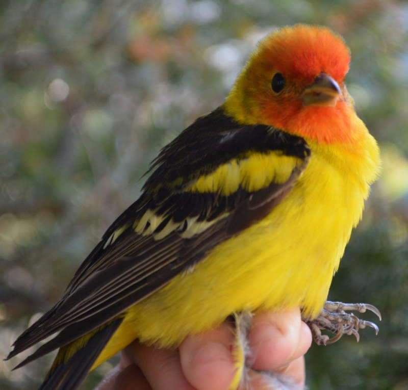 Thunder Cape Bird Observatory | Heart of the Continent