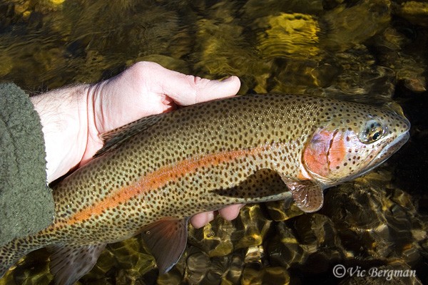 Crowsnest River Flyfishing | Alberta, Canada | Crown of the Continent ...