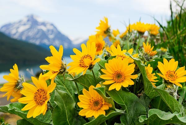 Arrowleaf Balsamroot | Crown of the Continent Geotourism | Travel ...