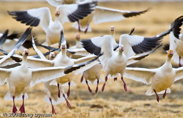 Freezeout Lake Wildlife Management Area | Fairfield, Montana | Crown of ...