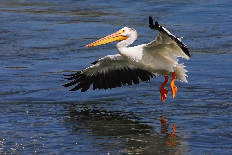 Chain Lakes Provincial Park and Campground | Alberta, Canada | Crown of ...