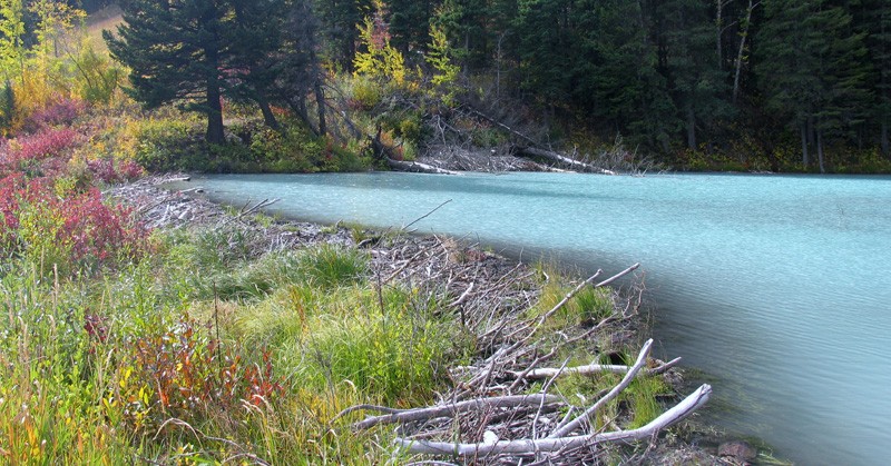 Sulphur Spring Beaver Pond | Alberta, Canada | Crown of the Continent ...