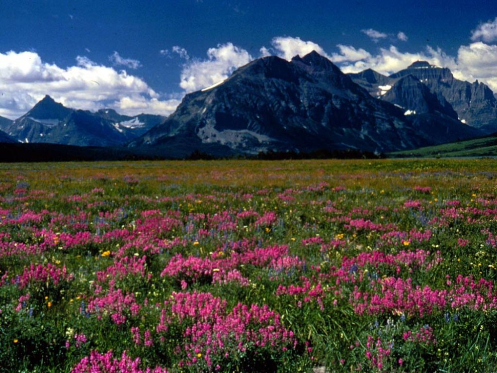 Wildflower Herbarium at Whitefish Library | Whitefish, Montana | Crown ...