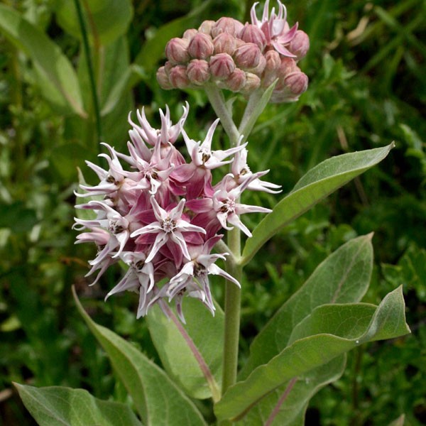 Ten Plants found on the High Line Canal | High Line Canal Trail Map