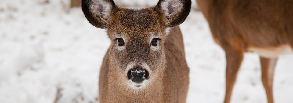 Welcome to the Maine Highlands | The Maine Highlands