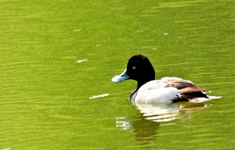 Chuck Swan WMA | Tennessee River Valley