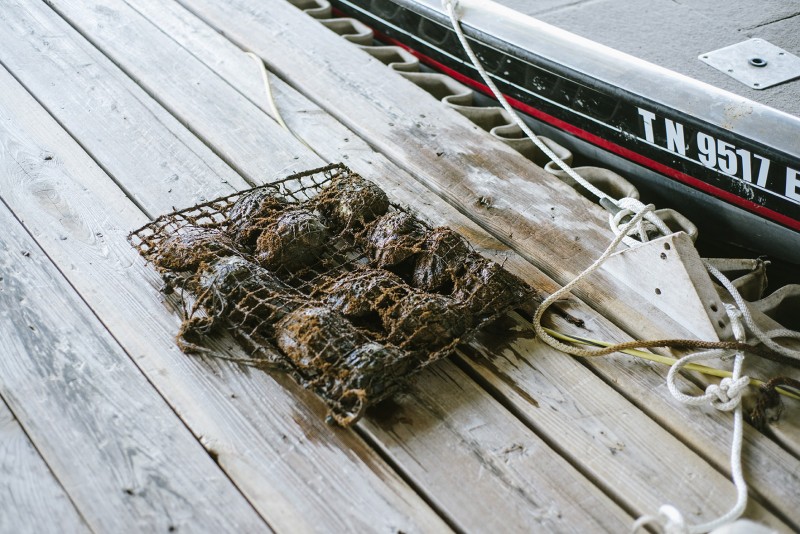 Tennessee Freshwater Pearl Farm and Museum | Tennessee River Valley