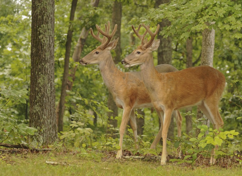 Clarks River National Wildlife Refuge | Tennessee River Valley