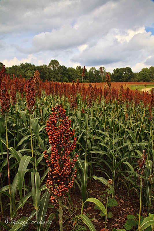 Chuck Swan Wildlife Management Area | Tennessee River Valley