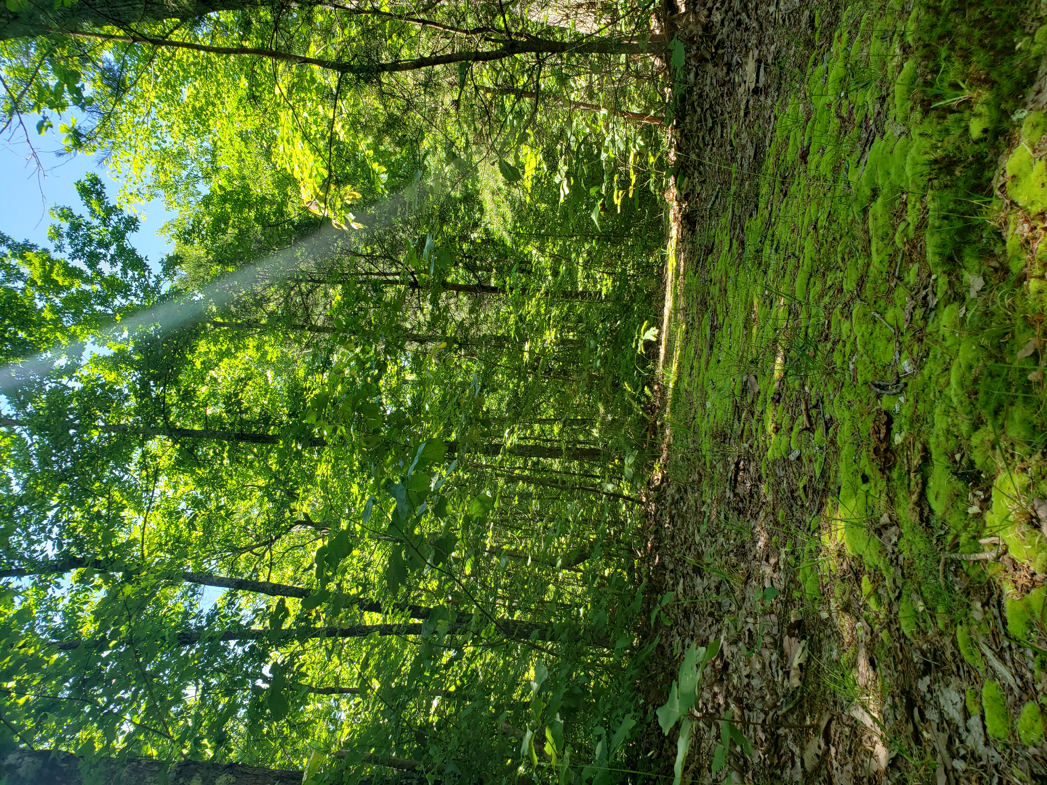 Fooshee Small Wild Area and Trail | Tennessee River Valley
