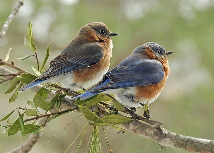 Tennessee National Wildlife Refuge Visitor Center | Tennessee River Valley