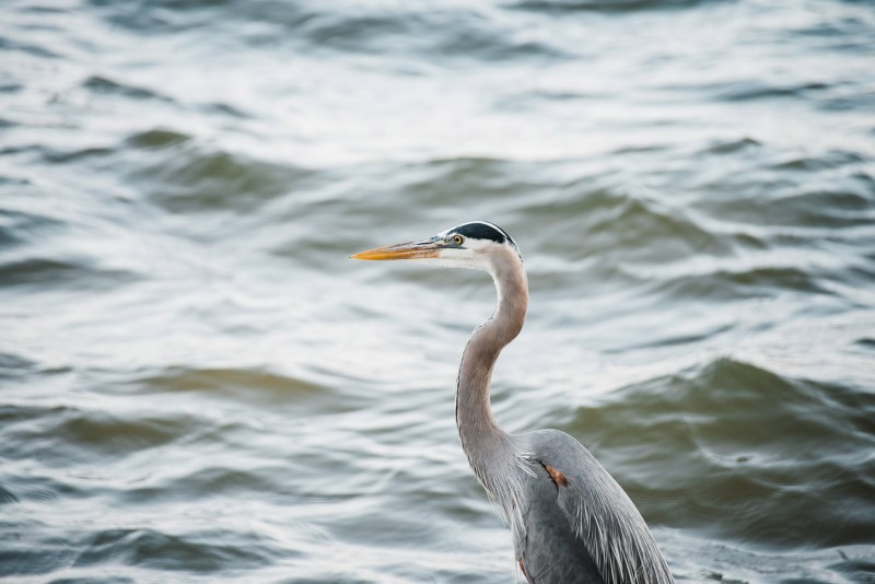 Paris Landing State Park | Tennessee River Valley