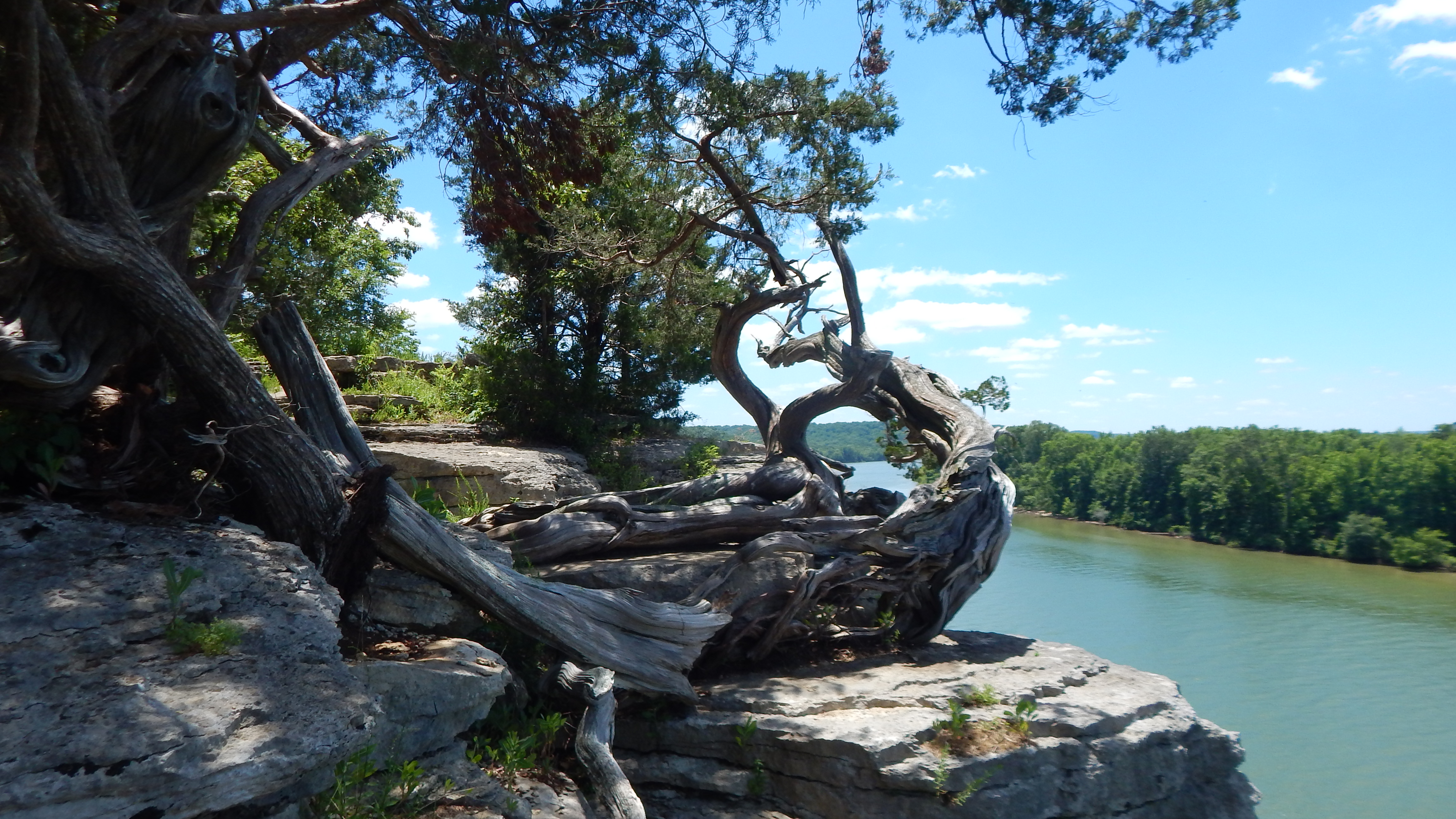 Lady's Bluff Small Wild Area and Trail | Tennessee River Valley