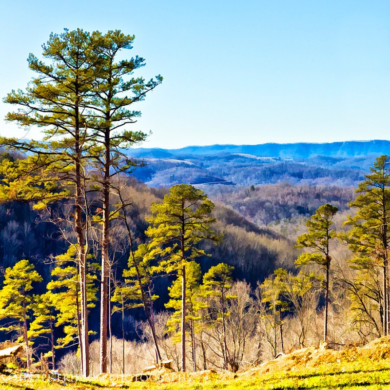 Chuck Swan Wildlife Management Area | Tennessee River Valley