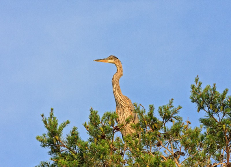 Chuck Swan WMA | Tennessee River Valley
