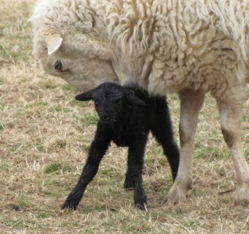 Sheep Shearing Days at the Museum of Appalachia | Tennessee River Valley