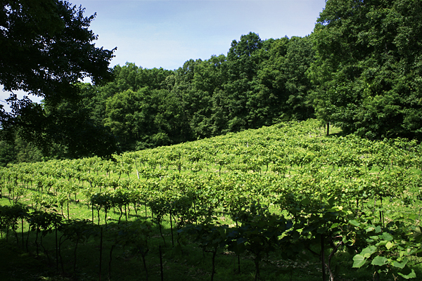Tennessee Valley Winery | Tennessee River Valley