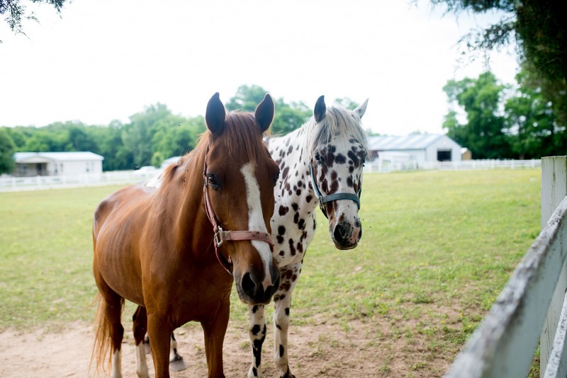 Green River Stables | Tennessee River Valley