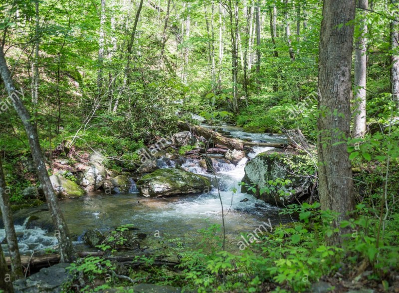 Chattahoochee Oconee Forest | Tennessee River Valley