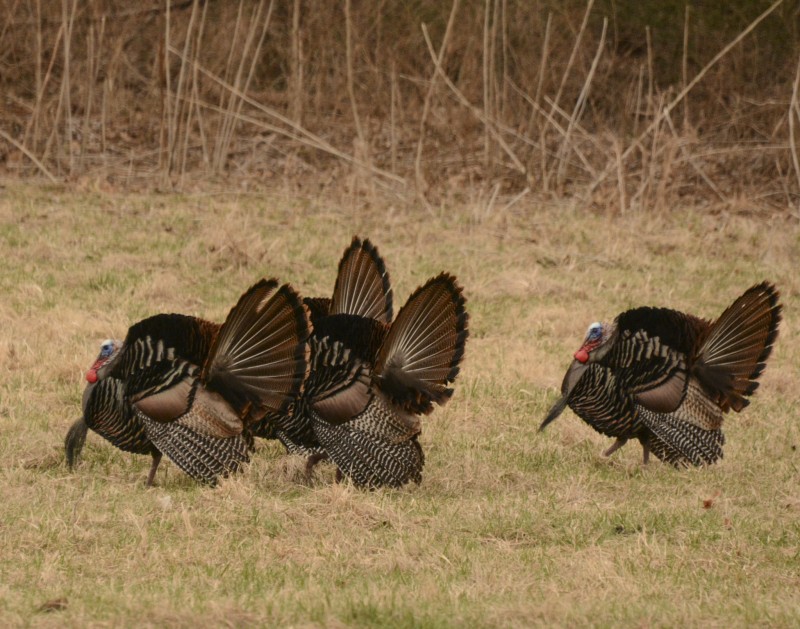 Clarks River National Wildlife Refuge | Tennessee River Valley