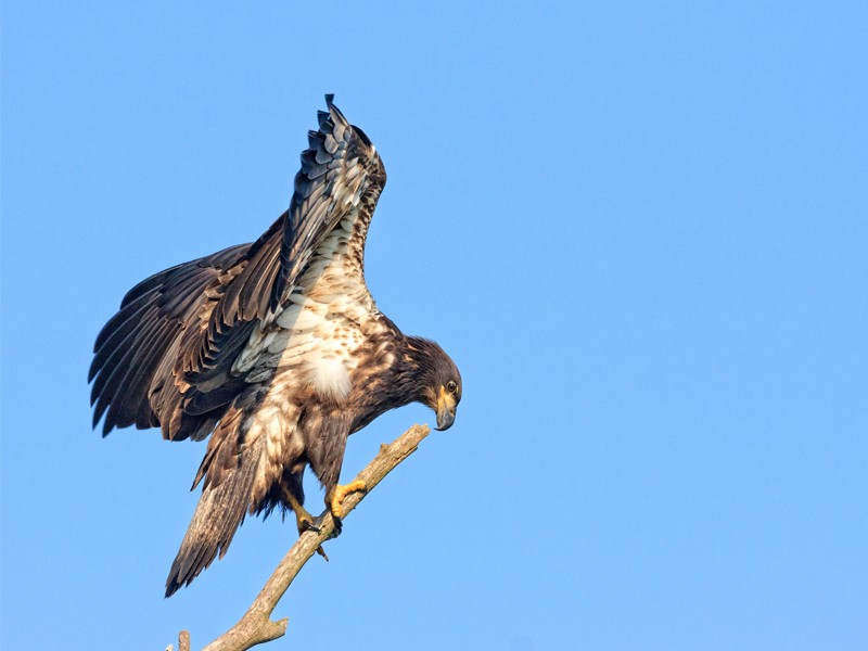 Chuck Swan WMA | Tennessee River Valley