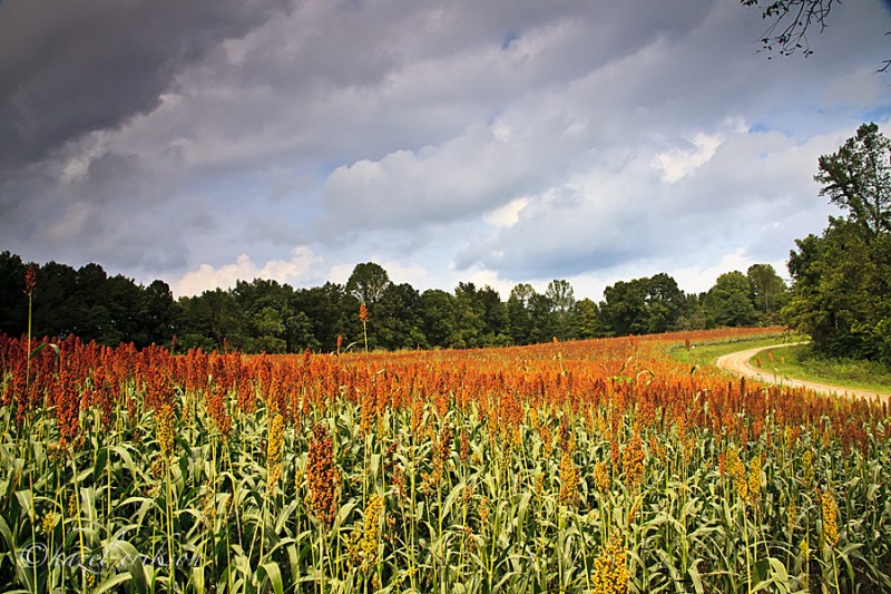 Chuck Swan Wildlife Management Area | Tennessee River Valley