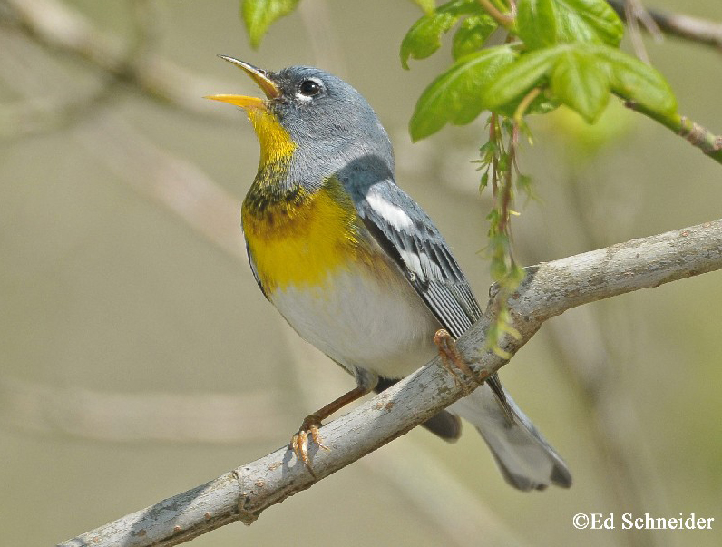 Sharp's Ridge Memorial Park | Tennessee River Valley