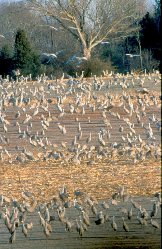 Hiwassee Refuge | Tennessee River Valley