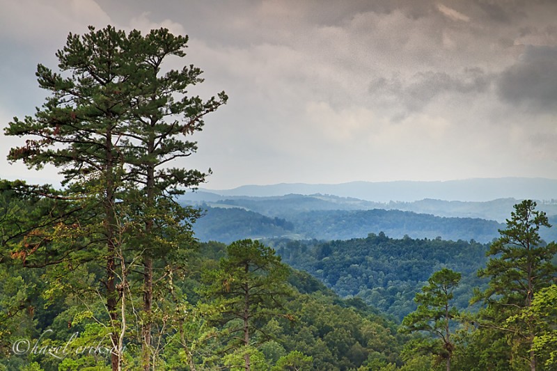 Chuck Swan Wildlife Management Area | Tennessee River Valley