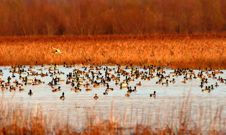 Tennessee National Wildlife Refuge Visitor Center | Tennessee River Valley