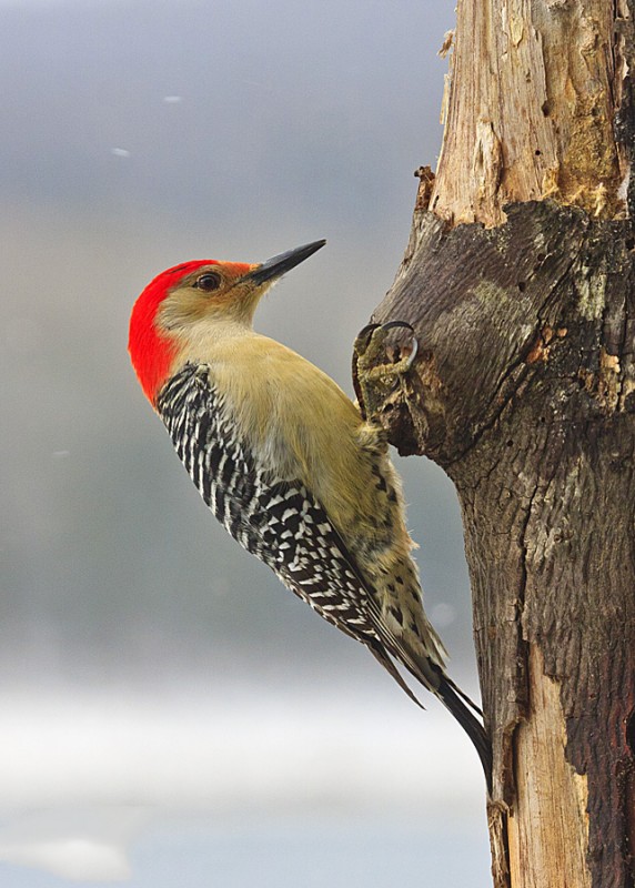 Chuck Swan WMA | Tennessee River Valley