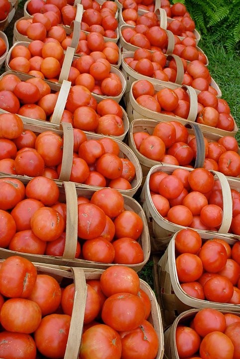 The History of the Famous Grainger County Tomato. | Tennessee River Valley